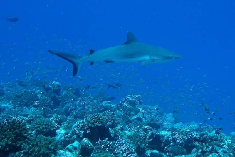 Croisière plongée à madagascar